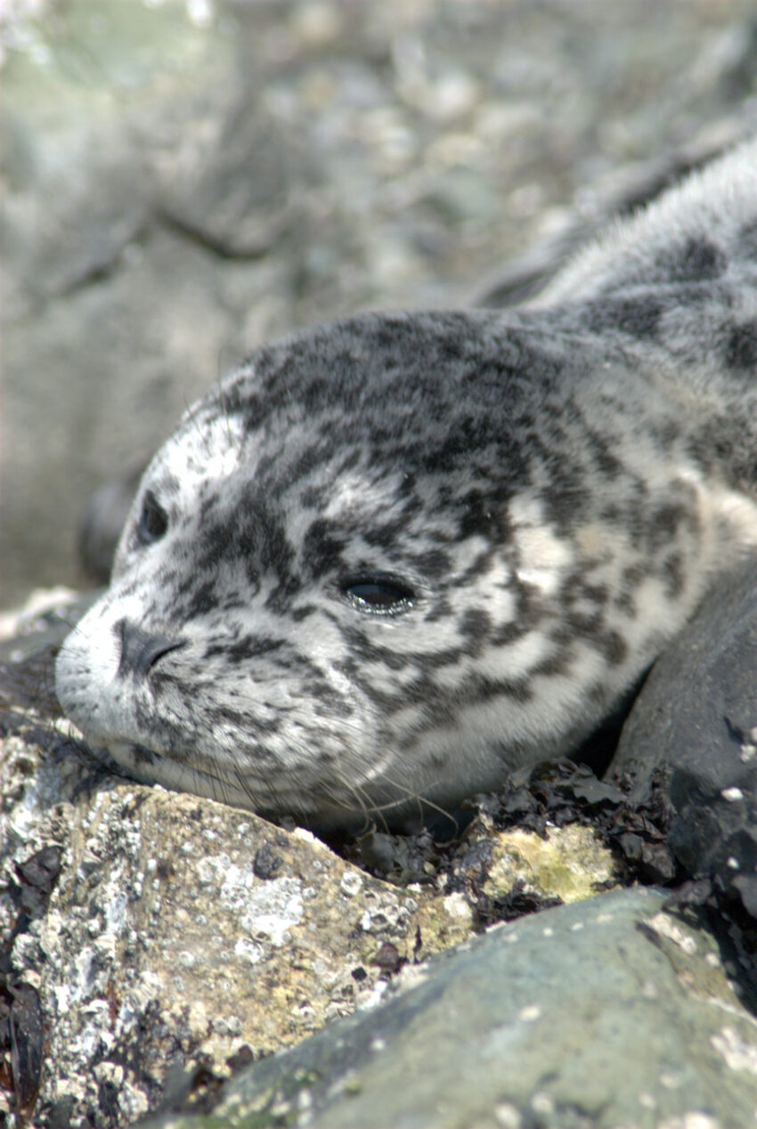 Port Neville, A historical Port in a Storm – The Northwest Experience